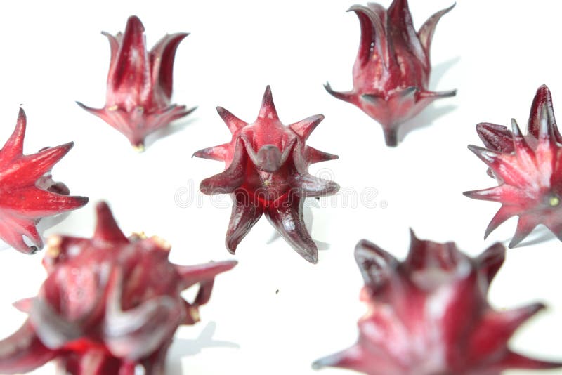 Roselle flowers stock photo. Image of right, dried, vegetable - 91644098