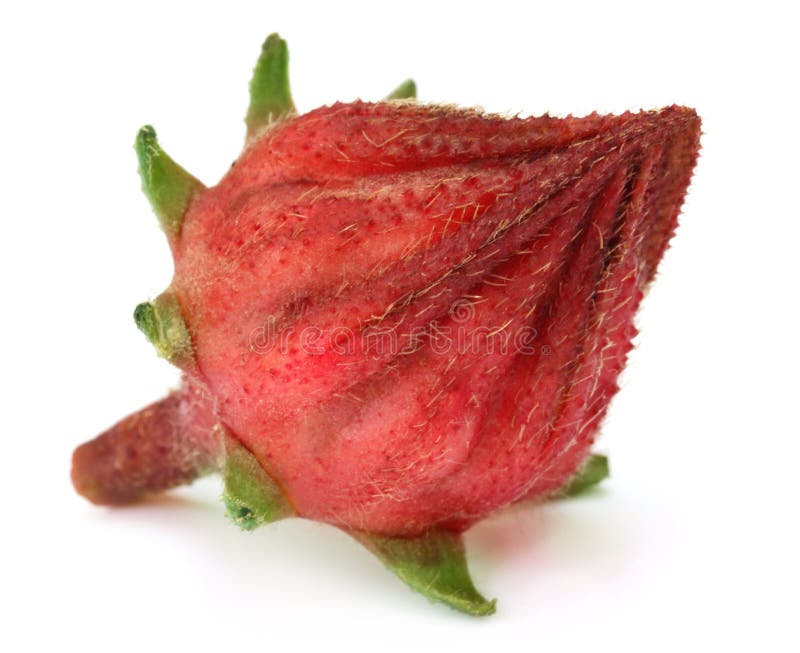 Roselle fruit stock image. Image of plant, agricultural - 23885921