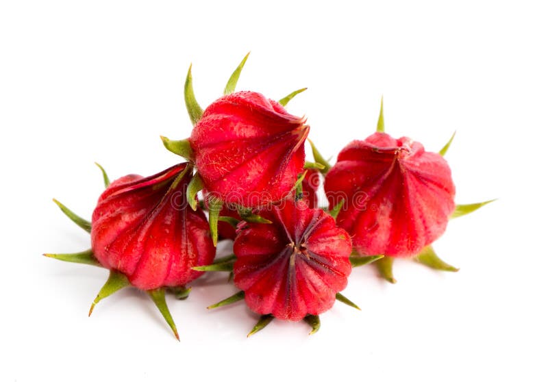 Hibiscus Sabdariffa or Roselle Fruits Stock Image - Image of isolated ...