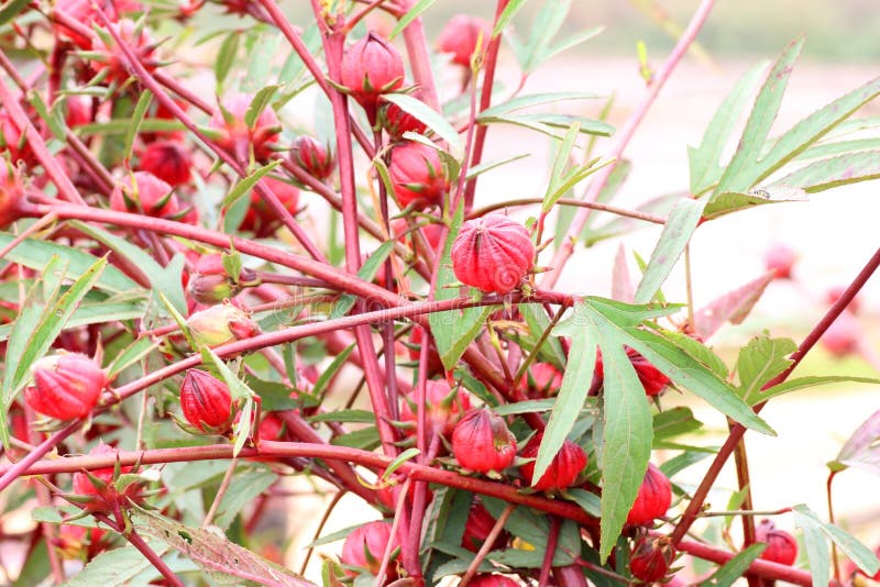 Roselle Fruit on Tree in the Garden Stock Photo - Image of leaves ...