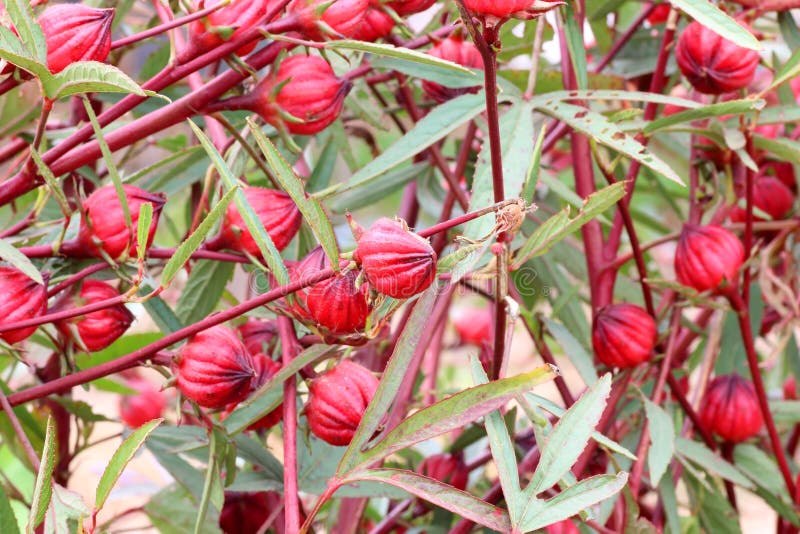 Roselle Fruit on Tree in the Garden Stock Photo - Image of vegetable ...