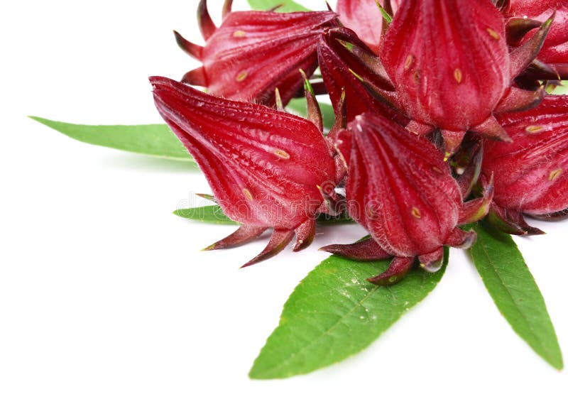 1,235 Roselle Fruits Stock Photos - Free & Royalty-Free Stock Photos ...