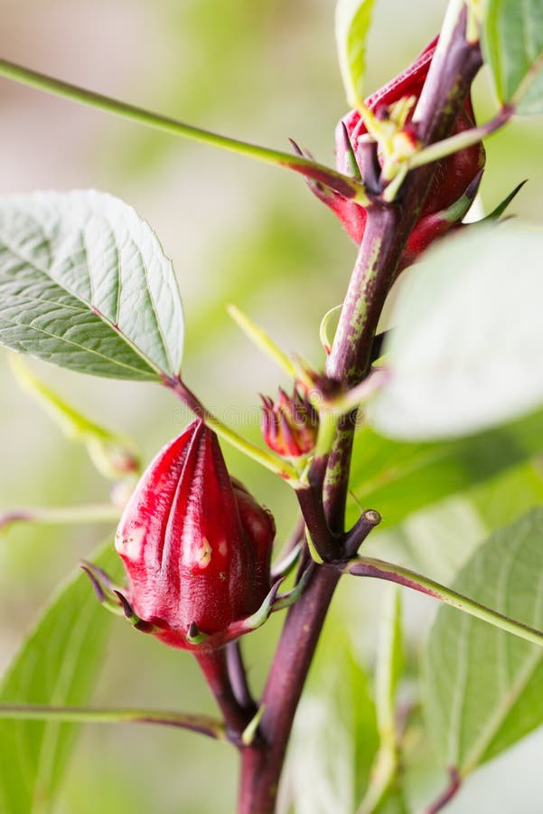 Roselle Fruit Plant with Flower Stock Photo - Image of bush, macro ...