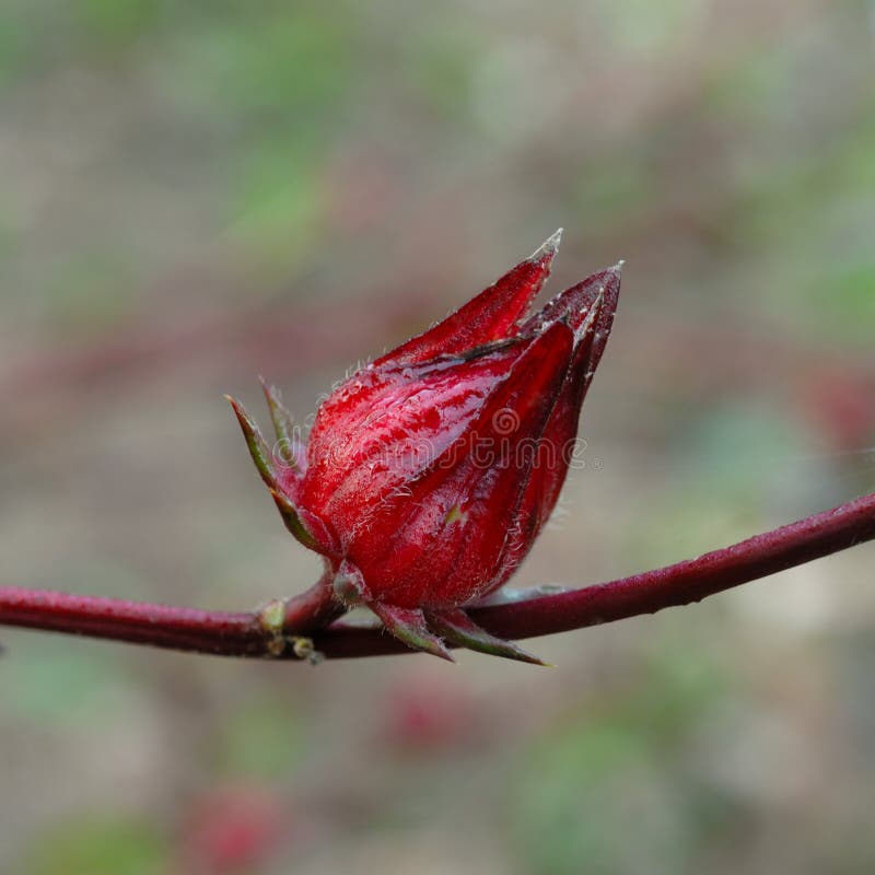 Roselle fruits stock photo. Image of botanical, tropical - 59739552