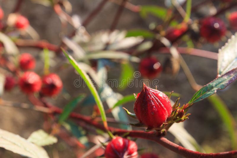 The roselle stock photo. Image of fruit, flower, botanical - 49532010