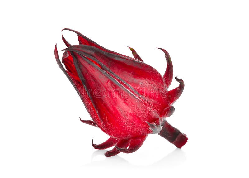 Roselle isolated on white stock image. Image of nature - 107895637
