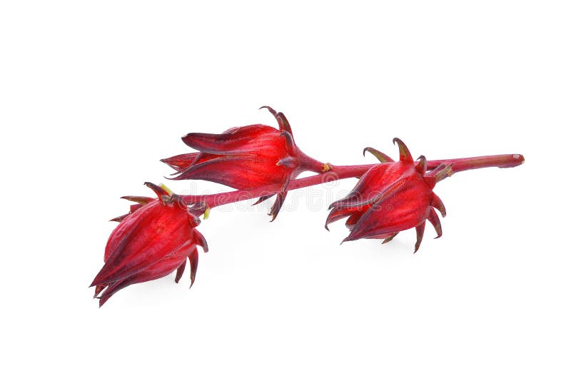 Fresh Roselle with Leaf Isolated on White Stock Photo - Image of garden ...