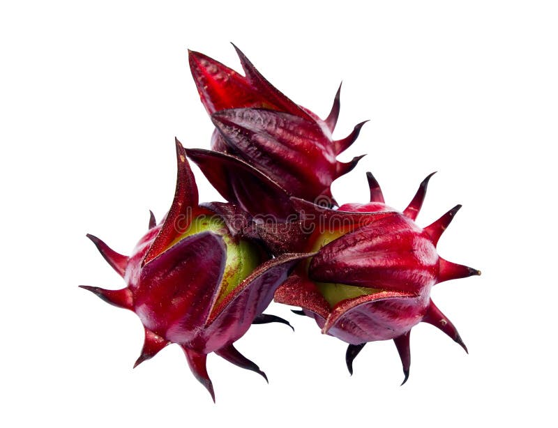 Roselle isolated on white stock photo. Image of white - 32030860