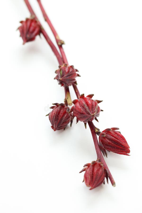Roselle stock photo. Image of flor, egyptian, agua, delicious - 36160050