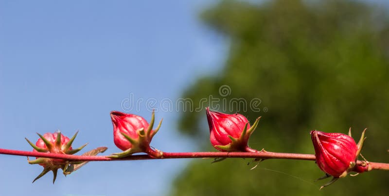 Roselle stock image. Image of anthocyanin, roselle, rozelle - 48512041