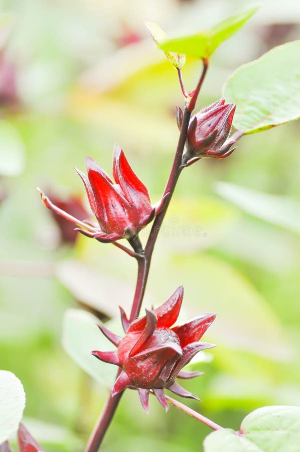 Roselle Plant in the Garden Stock Image - Image of garden, beauty: 74415901