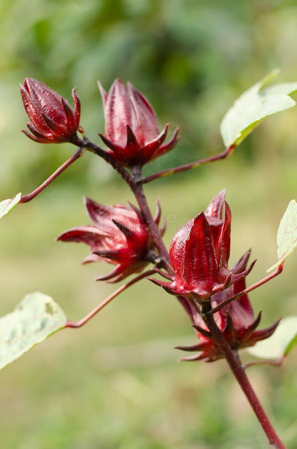 Red Roselle Plant in the Garden.Known As Jamaica or Carcade Plant ...