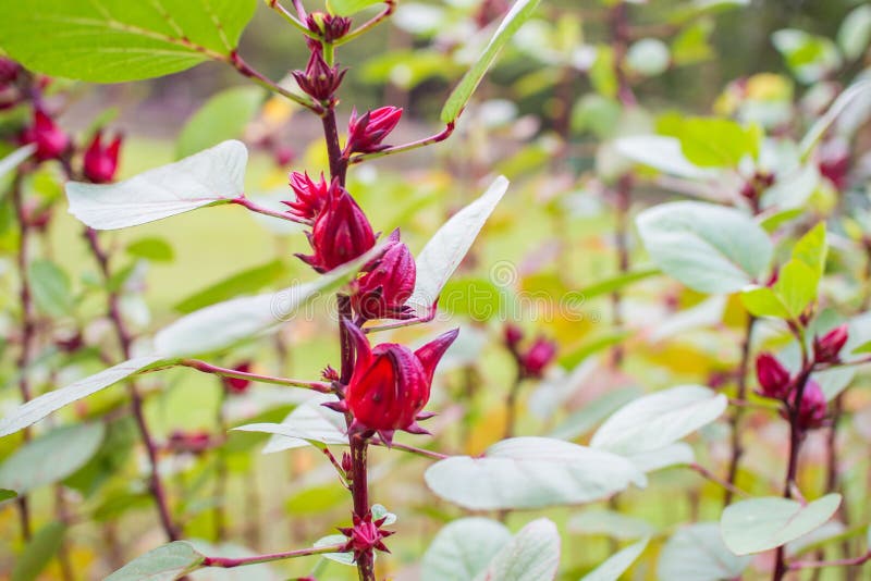 Roselle Plant stock photo. Image of leaf, plant, ingredients - 90737306