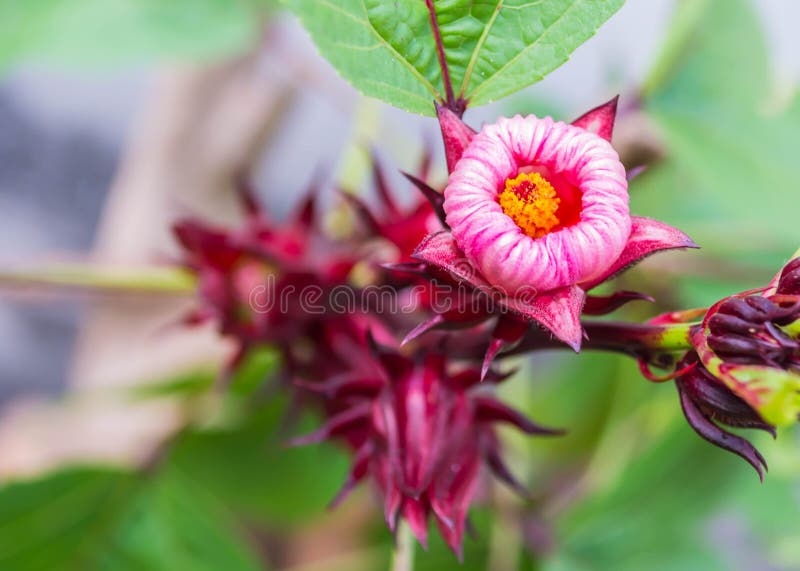 Roselle stock photo. Image of healthy, sour, nature, tropical - 47917008