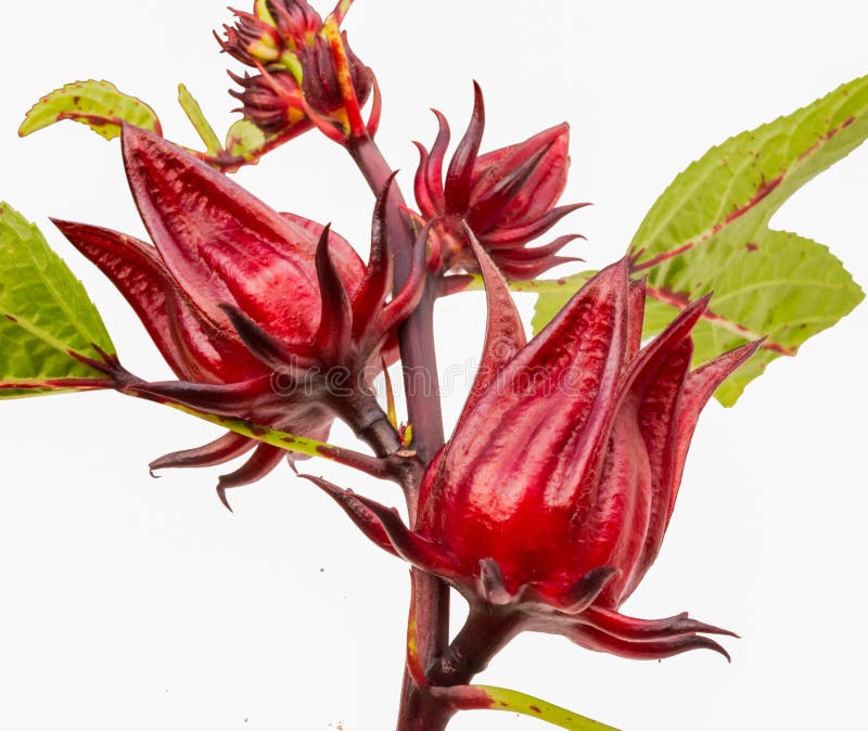 Roselle stock photo. Image of fruit, roselle, fruits - 43870362