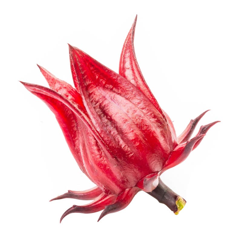 Roselle stock image. Image of white, leaves, fruit, herbal - 43875351