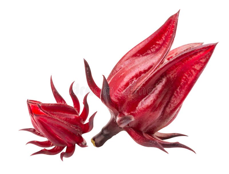 Roselle stock image. Image of healthy, white, hibiscus - 43905001