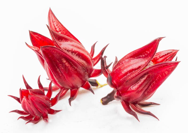 Roselle stock image. Image of sepals, roselle, refreshing - 43906629
