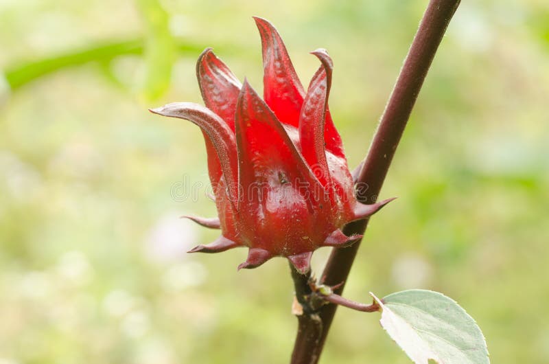 Roselle stock image. Image of calyces, bloom, exotic - 47468427