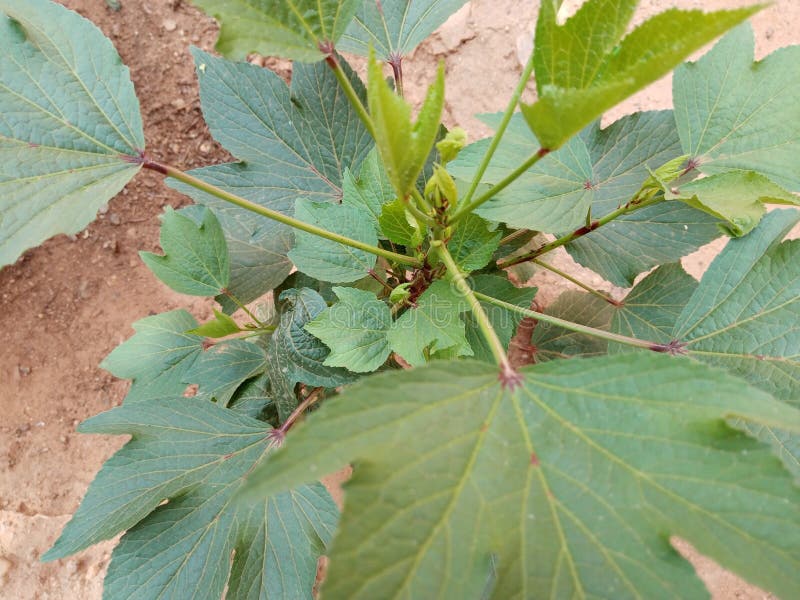 Roselle tree . stock photo. Image of healthcare, food - 196890290