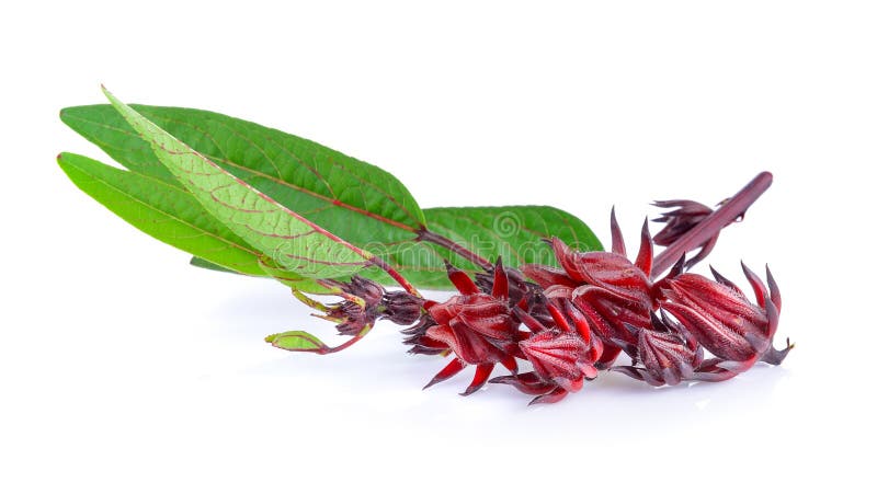 Roselle on White Background Stock Photo - Image of flower, green: 83386550