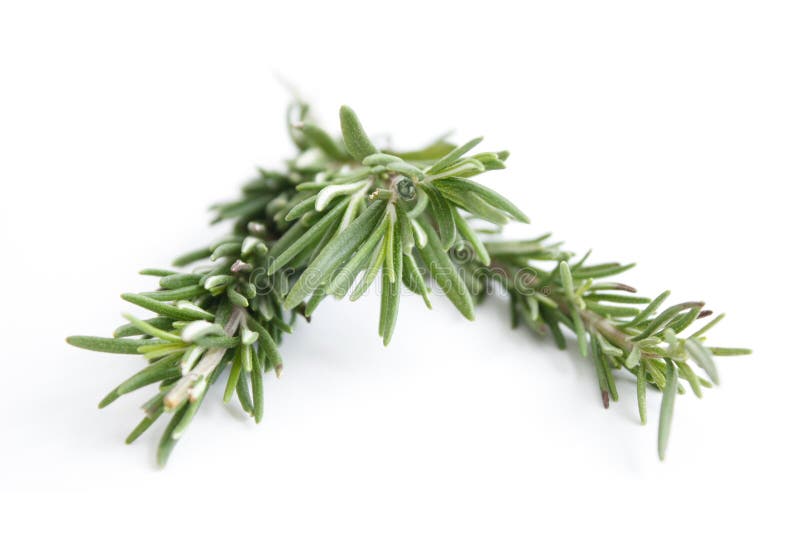 Rosemary stock photo. Image of aroma, organic, herb, freshness - 35087512