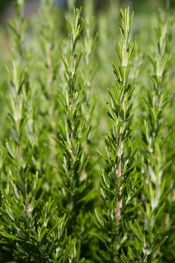 Rosemary stock image. Image of backgrounds, herbal, rosemary - 5884269