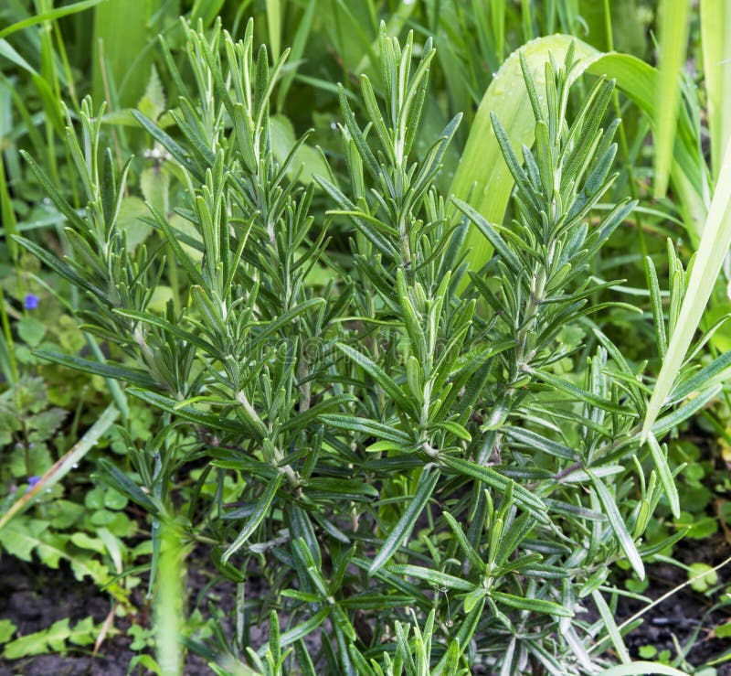 Rosemary Aromatic Herb in the Garden Stock Photo - Image of cuisine ...