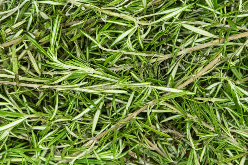 Rosemary Background stock image. Image of branch, kitchen - 72019541