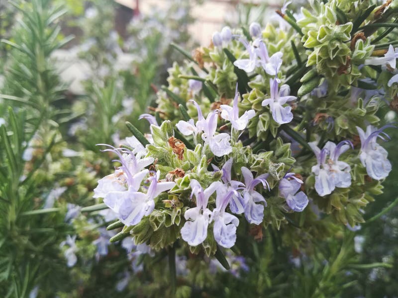 Rosemary in Bloom in the Countryside of Crete Stock Photo - Image of ...
