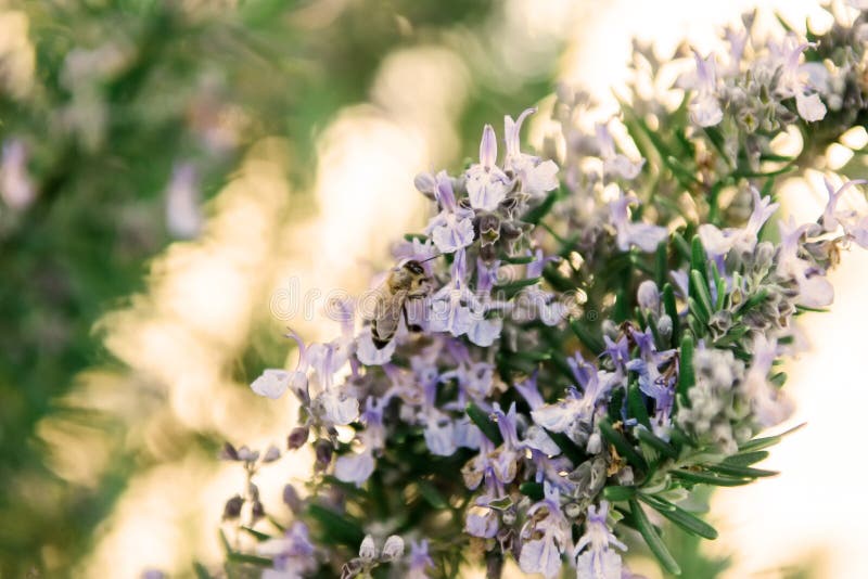 Rosemary Blooming in Spring Stock Photo - Image of flavoring, food ...