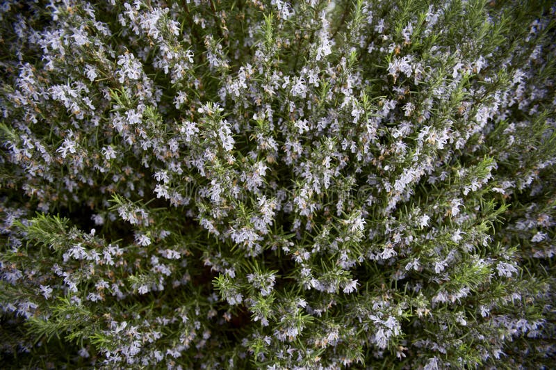 Rosemary bush stock image. Image of bush, garden, culinary - 647475