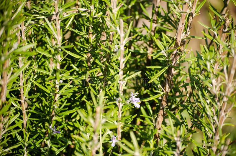 Rosemary in field stock photo. Image of cultivated, herb - 37161550