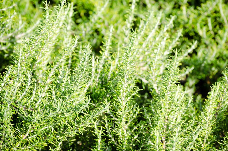 Rosemary in field stock image. Image of head, crop, beauty - 37202941