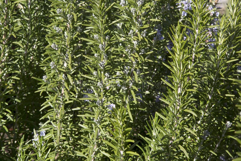Rosemary in field stock photo. Image of cultivated, herb - 37161550