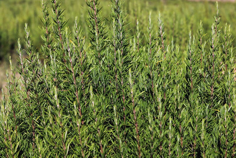 Rosemary in field stock image. Image of head, crop, beauty - 37202941