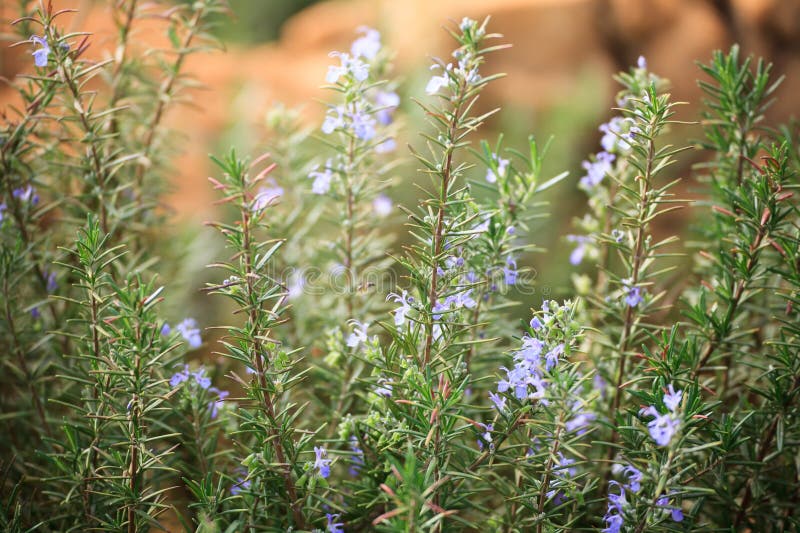 Rosemary Flower in Natural Daylight Close Up Rosmarinus Officinalis ...