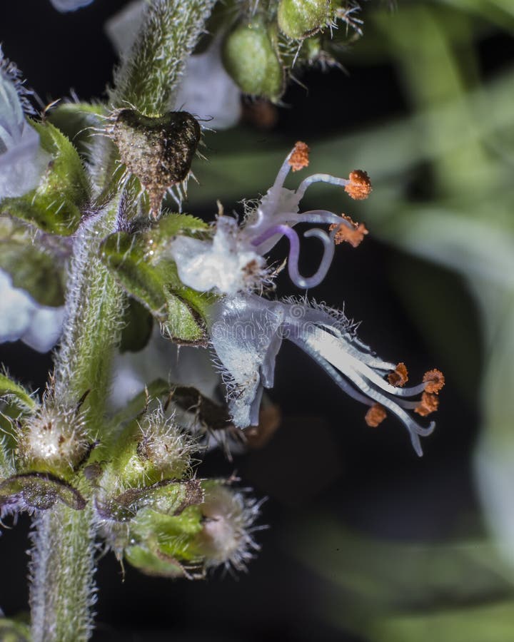 Rosemary Flower in Natural Daylight Close Up Rosmarinus Officinalis ...