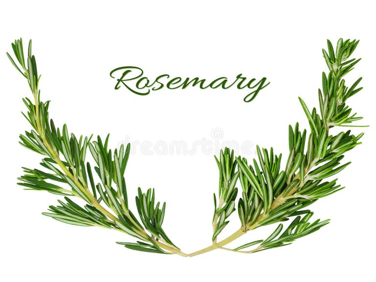 Rosemary Frame Element Forms. Stock Image - Image of bunch, flavorful ...
