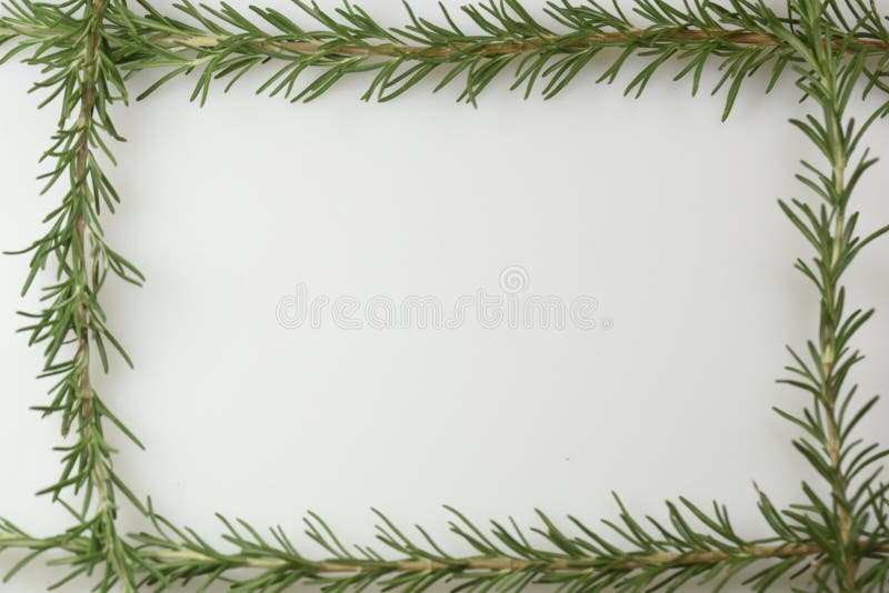 Rosemary frame stock photo. Image of sprigs, herb, green - 80520966
