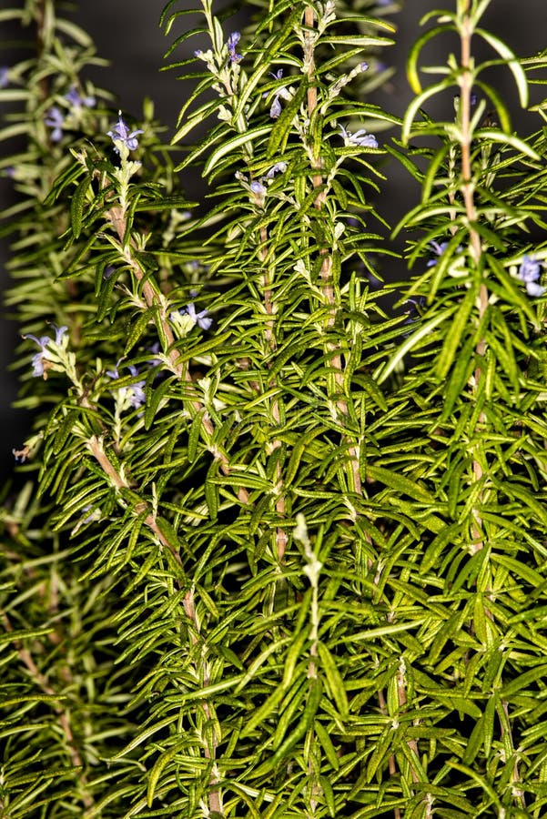 Rosemary, Fresh Green Herb in Spring Stock Image - Image of macro ...
