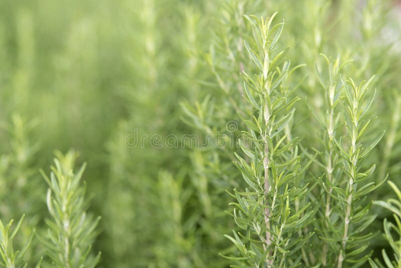 Rosemary Herb Grows in Outdoor Garden Stock Photo - Image of freshness ...