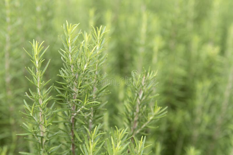 Rosemary Herb Grows in Outdoor Garden Stock Image - Image of harvest ...