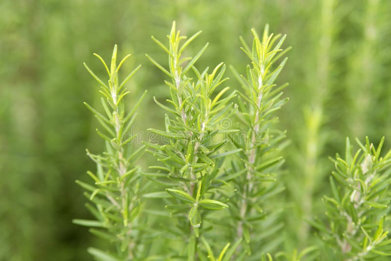 Rosemary Herb Grows in Outdoor Garden Stock Image - Image of aromatic ...