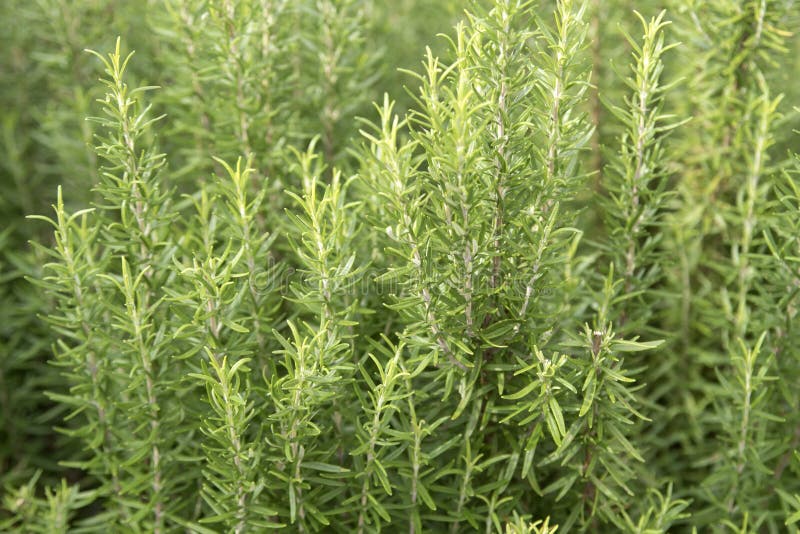 Rosemary Herb Grows in Outdoor Garden Stock Photo - Image of gardening ...