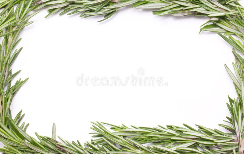 Rosemary Herbal Frame. stock photo. Image of freshness - 34261322