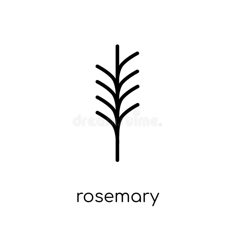 Rosemary Icon. Trendy Modern Flat Linear Vector Rosemary Icon on Stock ...