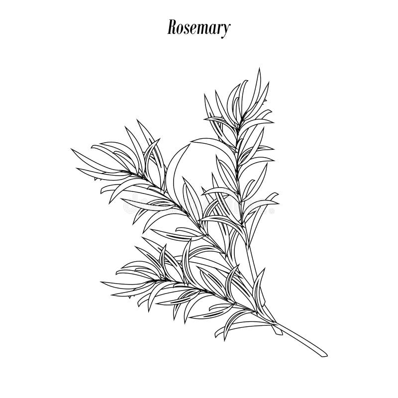Rosemary herb illustration stock vector. Illustration of natural ...