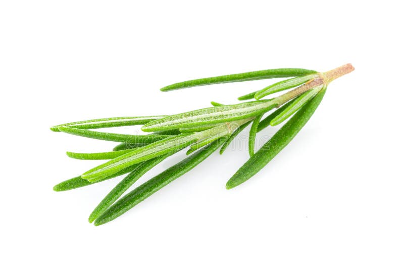 Rosemary Isolated on White Background Stock Photo - Image of herbs ...