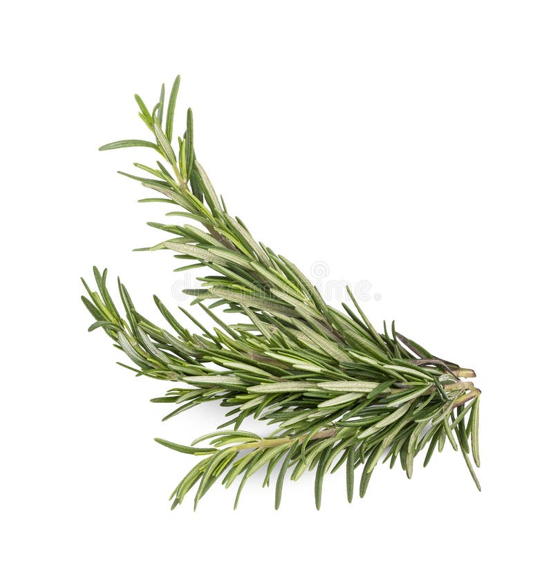 Rosemary Isolated on White Background Stock Image - Image of plant ...